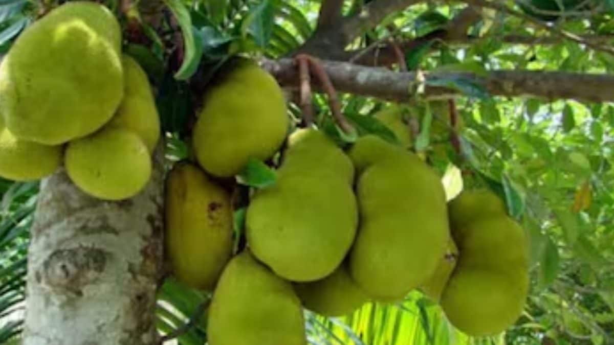 When This Jackfruit Tree, Now Enshrined At A Temple, Saved The King Of ...