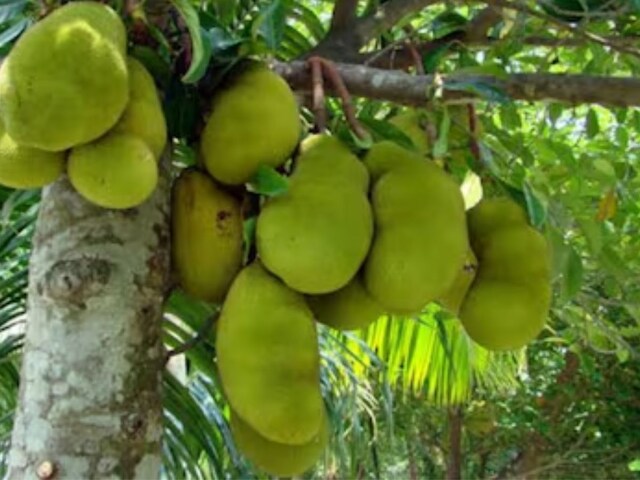 When This Jackfruit Tree, Now Enshrined At A Temple, Saved The King Of ...