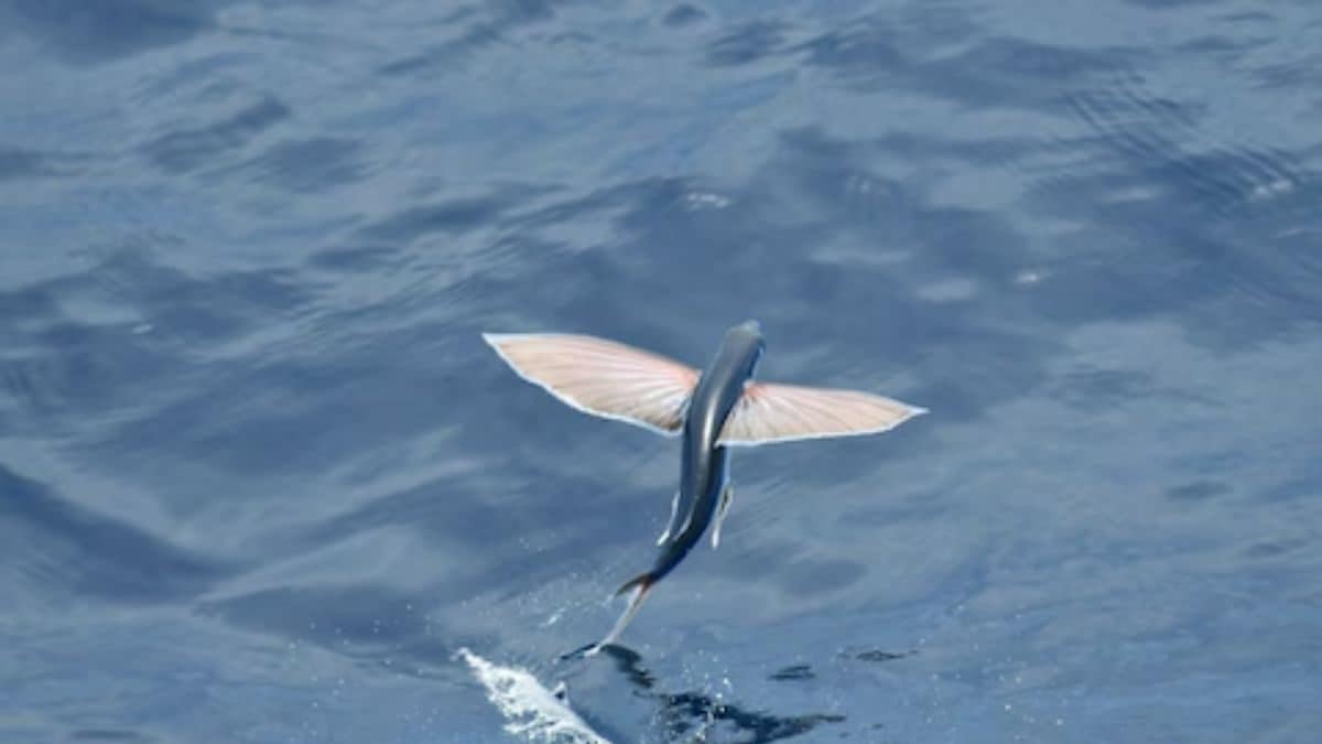 Watch: Flying Fish Soars Above The Sea At Lightning Speed | Viral News ...