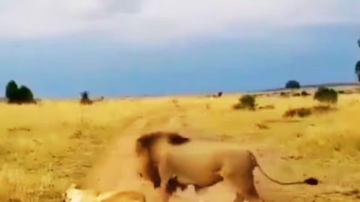 Watch: Lioness' Reaction To Lion Disturbing Her Sleep Makes Internet Go ...