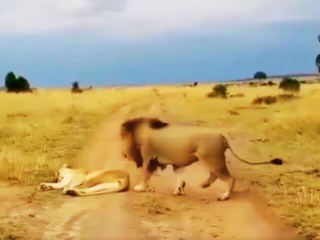 Watch: Lioness' Reaction To Lion Disturbing Her Sleep Makes Internet Go ...