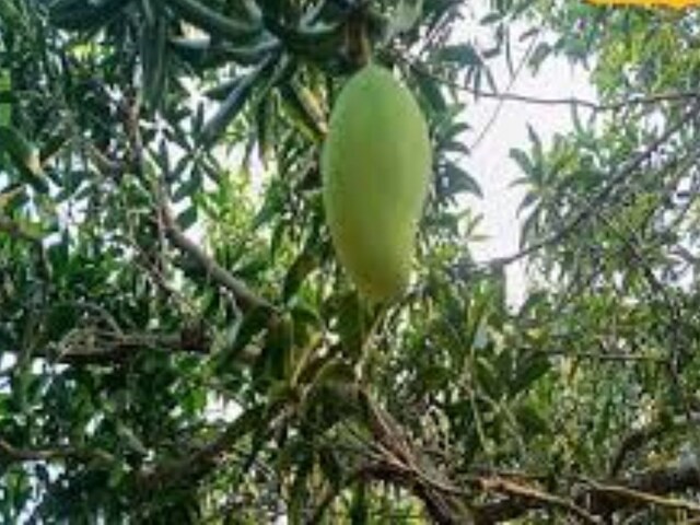 In This Telangana District, Mango Groves Thrive, But Farmers Struggle ...