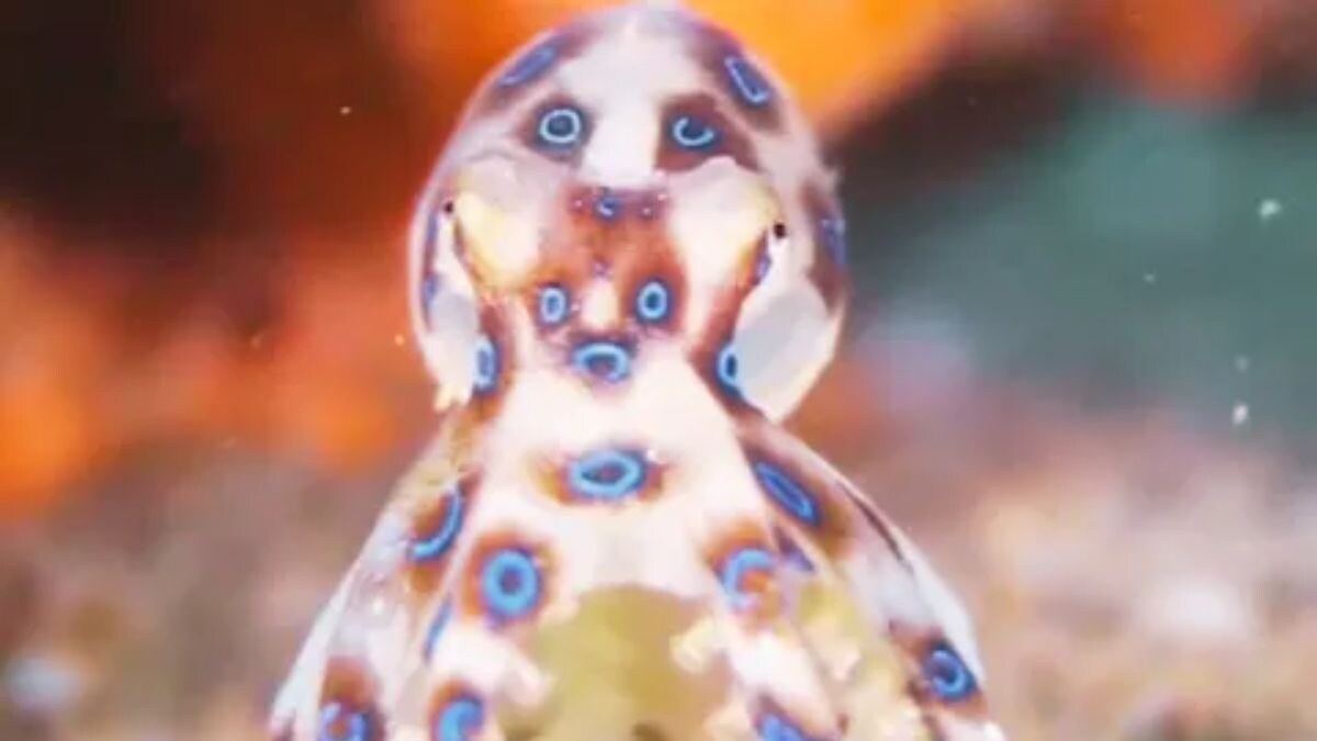 This Small Octopus Can Kill A Human Within 20 Minutes - News18