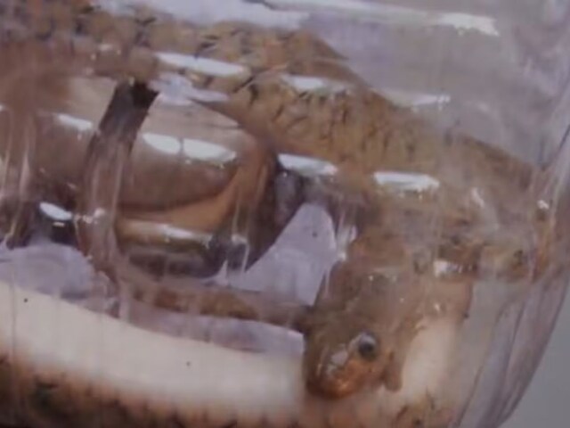 Man Bitten By Snake Arrives At Belagavi Hospital With Captured Reptile ...