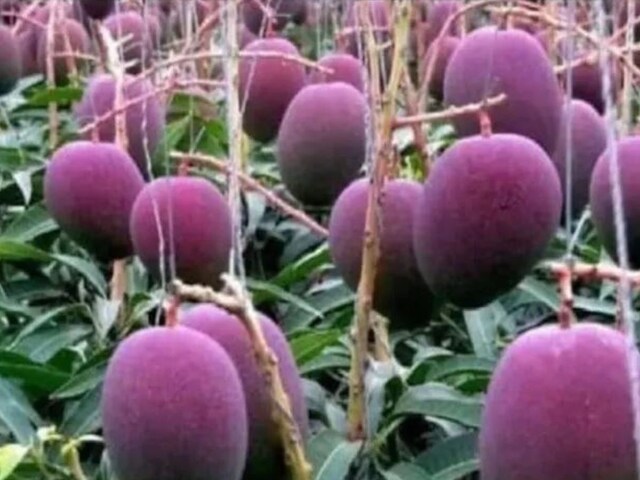 Why This Variety Of Mango Is Selling At Rs 2.50-3 Lakh A Kg, What Does ...