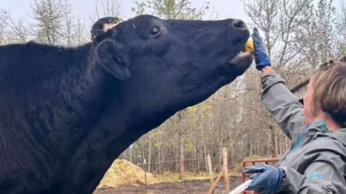 Meet Romeo, A 6-Year-Old Bull Who Is The Tallest Living Steer In The ...