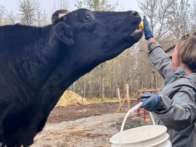 Meet Romeo, A 6-Year-Old Bull Who Is The Tallest Living Steer In The ...