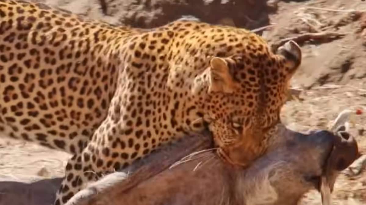 This Thrilling Wildlife Encounter Between Leopard And Warthog Is Not ...