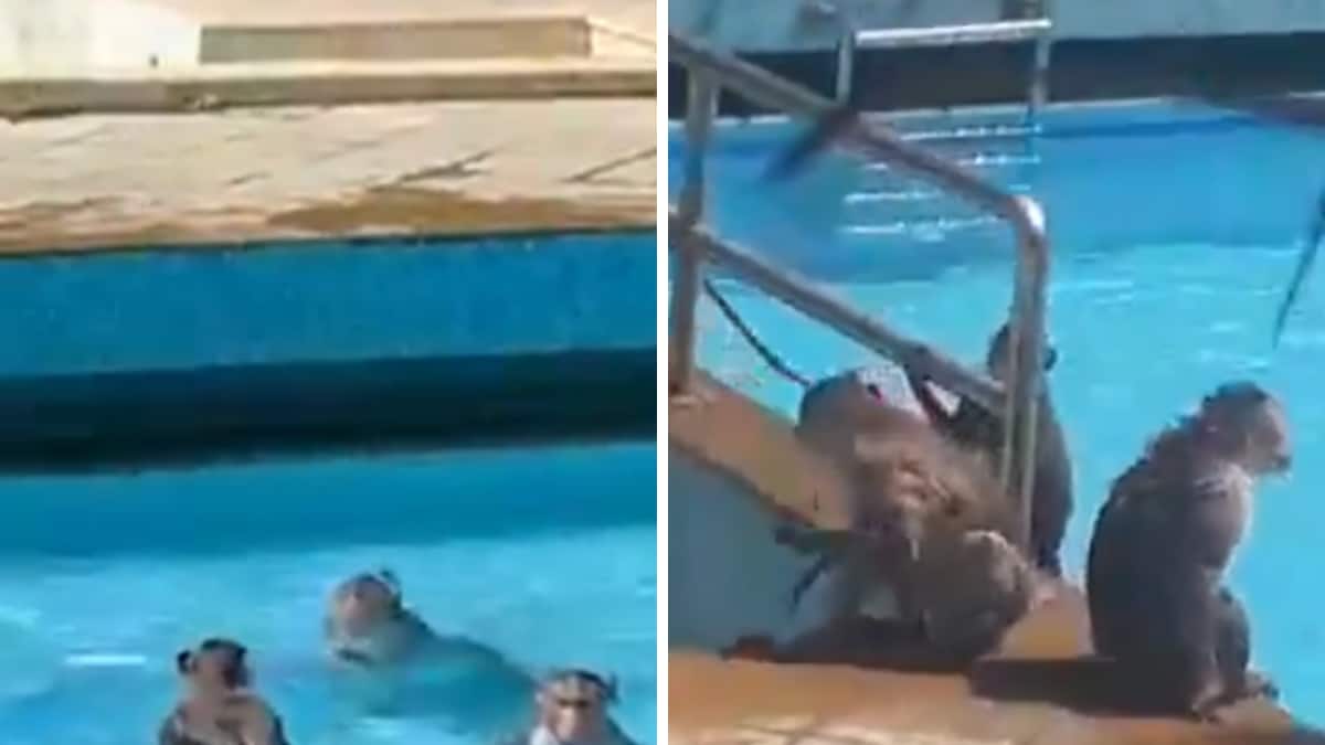 Why Should Humans Have All The Fun? Monkeys Host Pool Party In This ...