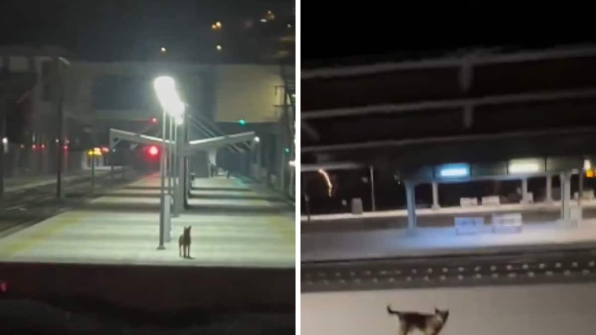 This Beautiful Bond Between A Dog And Train Driver Will Make Your Day ...