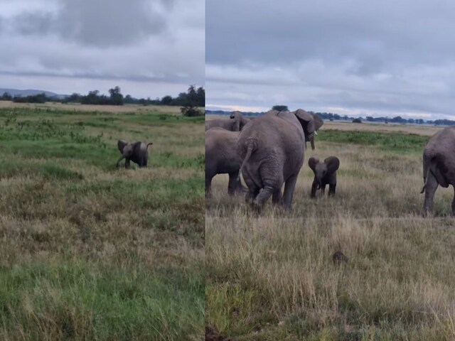 Video Of Baby Elephant Looking For His Mother Is Too Cute To Miss - News18