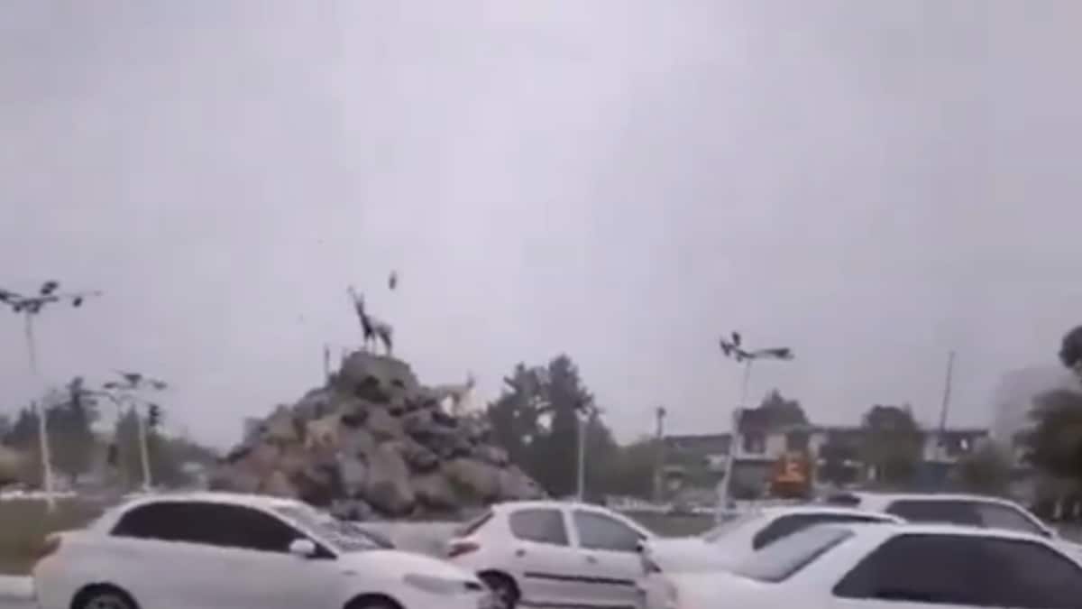 It Was Raining Fish In Iran; No, We Are Not Joking | Viral News - News18