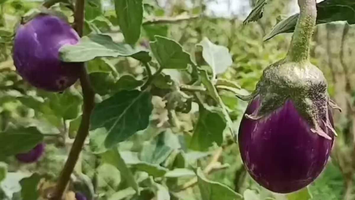 Why Manaparai Eggplant Is A Popular Harvest Among Farmers Of Tamil Nadu ...