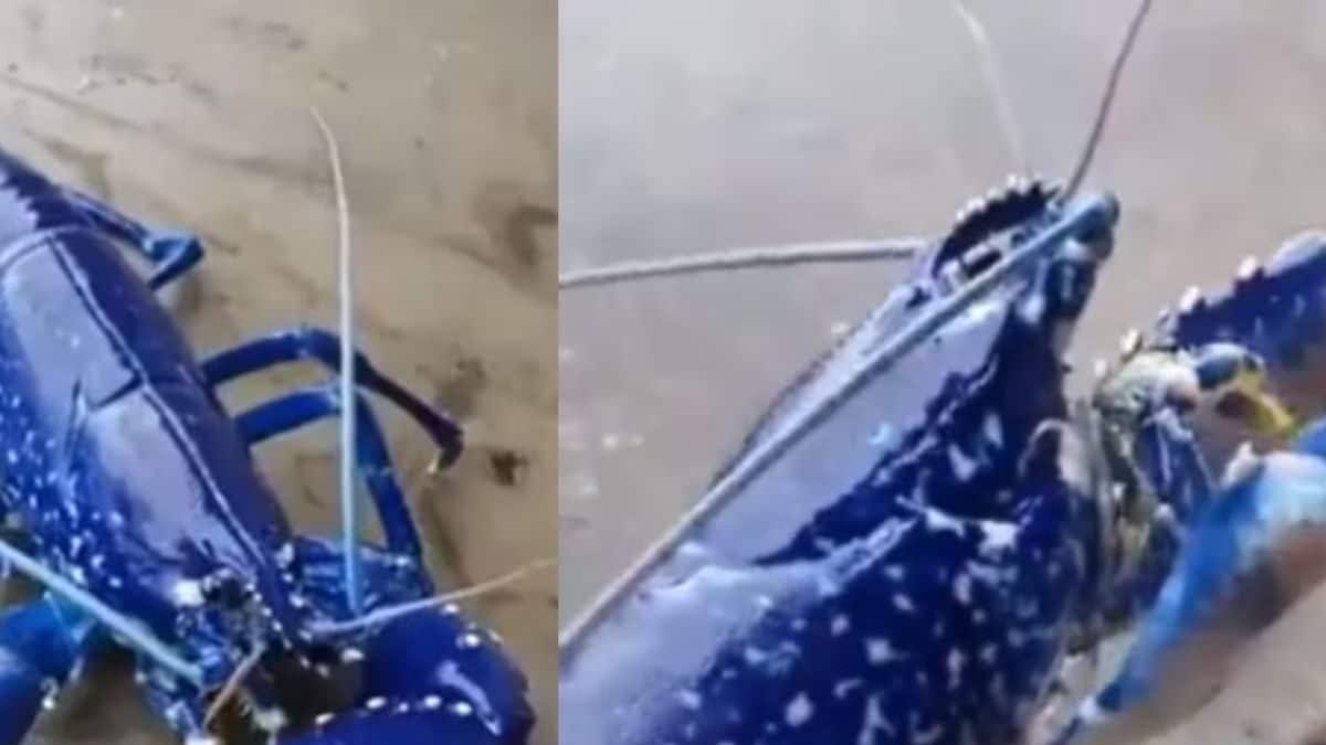 Photo: This Blue Lobster Is So Rare That You Will Find Only ‘One In Two ...