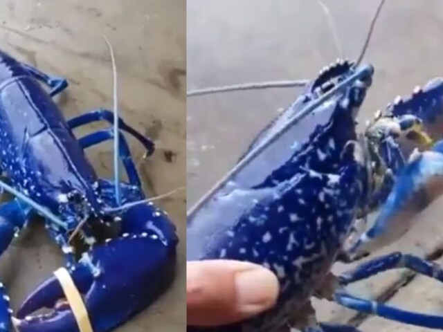 Photo: This Blue Lobster Is So Rare That You Will Find Only ‘One In Two ...