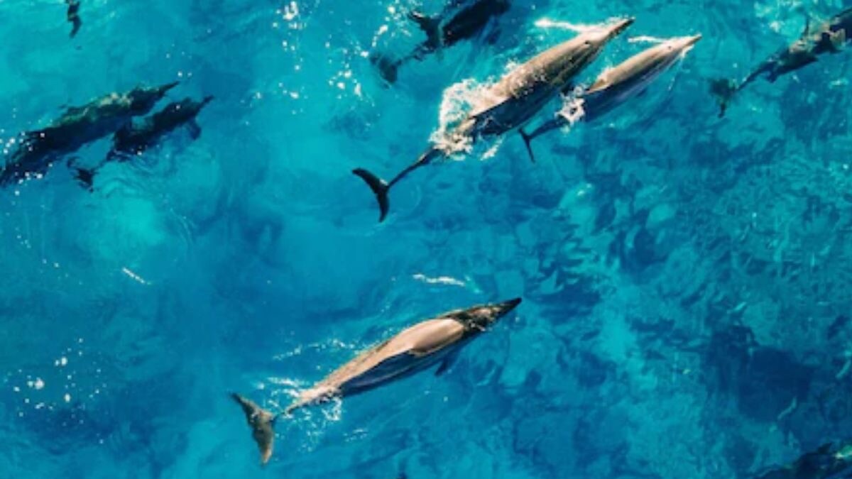 Japanese Town Taiji Under Fire For Dolphin Slaughter Festival - News18