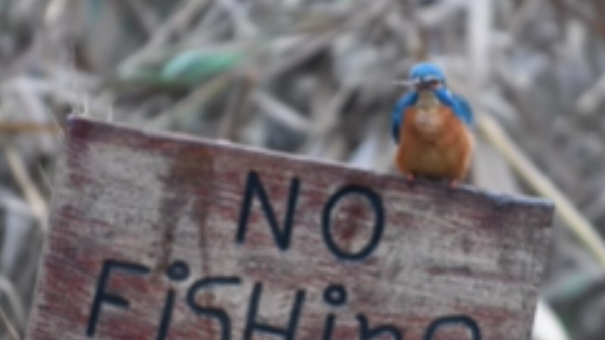 The Sign Says ‘No Fishing’, But This Kingfisher Loves To Break Rules ...