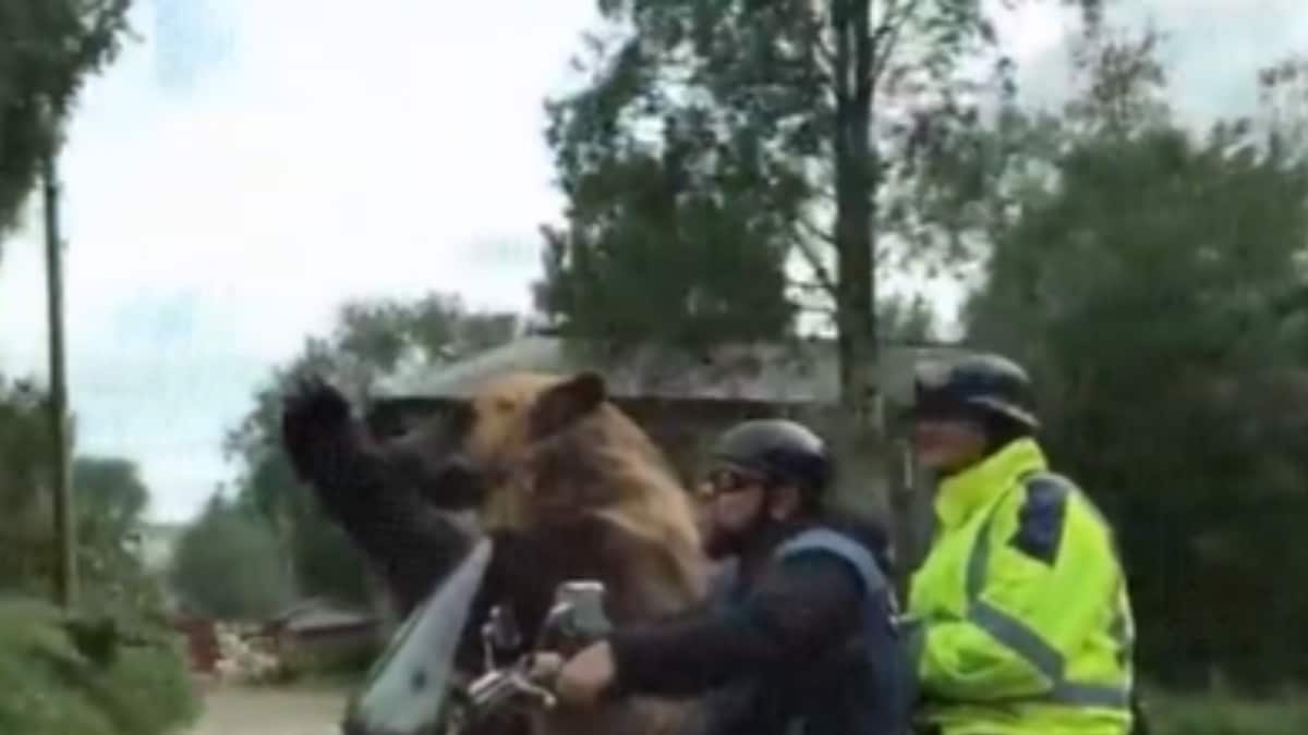 Vide Of Bear Enjoying Bike Ride In Russia Will Make Your Day | Viral ...