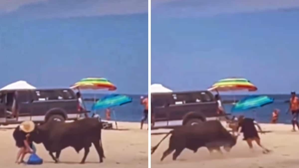 Watch: Woman Attacked By Bull On Mexico Beach After She Ignored ...
