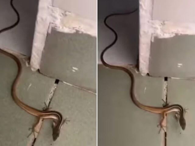 Real Or Photoshopped? Video Of Mysterious 'Snake With Legs' Creeps Out ...