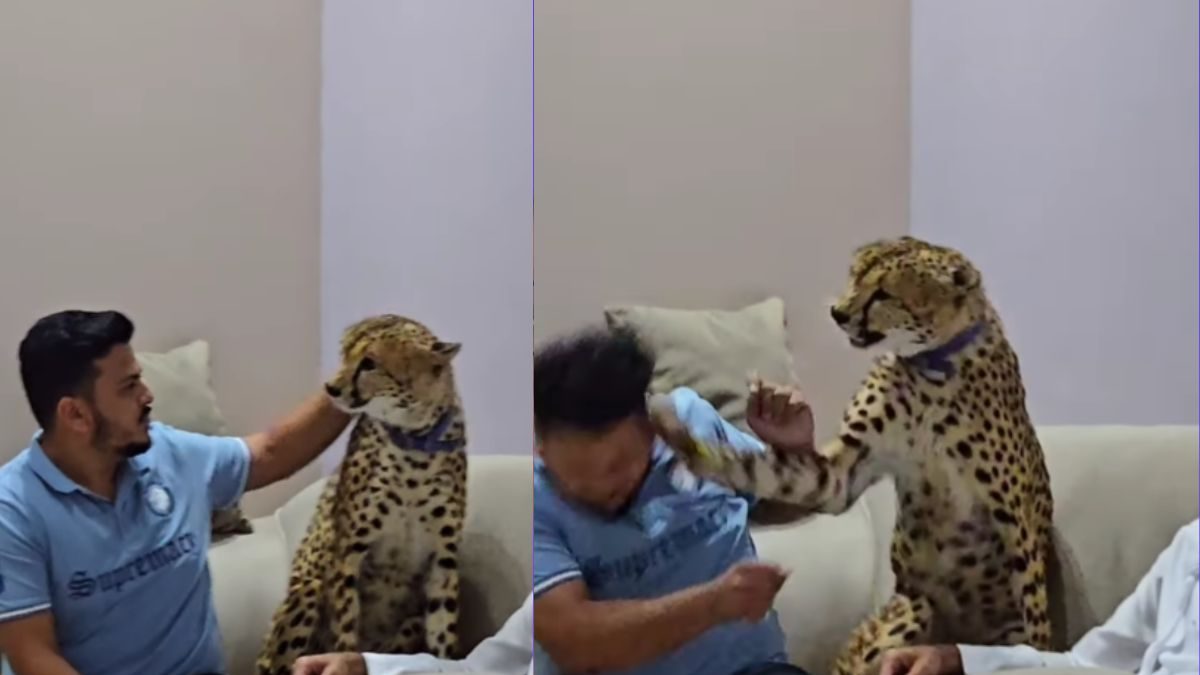 Watch: Man Trying To Touch 'Pet' Cheetah Receives A Slap In Return ...