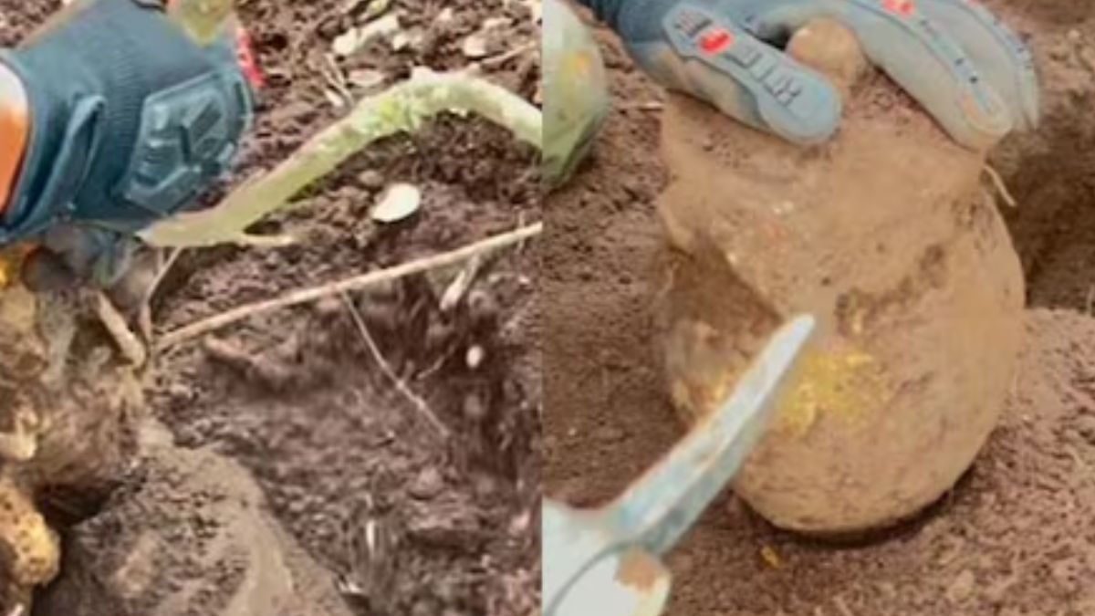 Treasure Hunters Claim Finding Silver Coins Under Tree, Internet ...