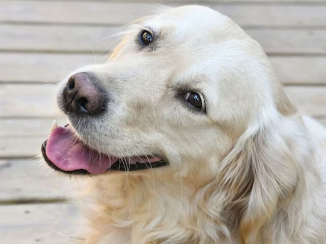 Watch: Golden Retriever Turns Mom To Three Tiger Cubs In This Heart ...