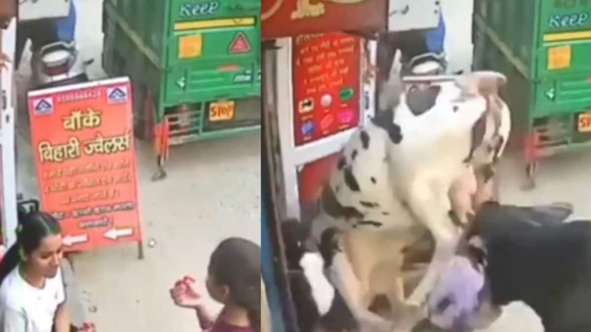 Watch: Two Girls, Enjoying Street Snack, Get Injured In Horrific Cow ...