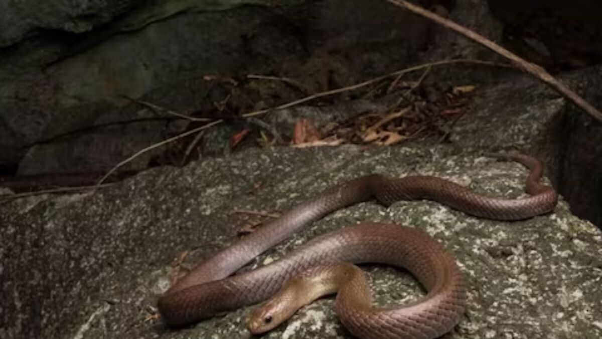 Timely Treatment Saves Madhya Pradesh Woman After Six Snake Bites - News18