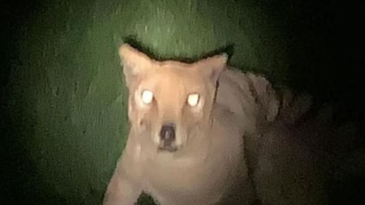 Man Shares Pics Of Extinct Tasmanian Tiger, Internet Calls Them Fake ...