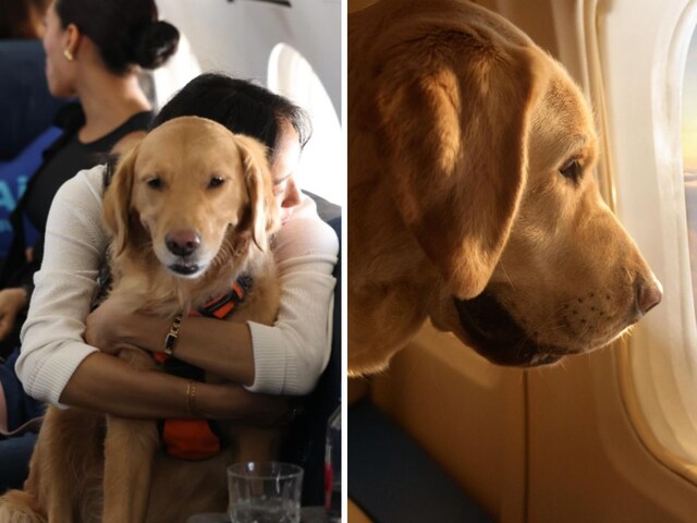 BARK Air, World’s First Airline Dedicated For Dogs, Takes Off From New ...