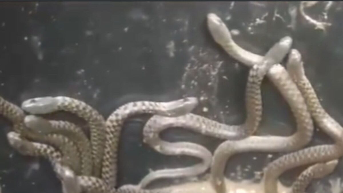 Video Of Dozens Of Snakes Crawling Out Of Bathroom In Assam Is As Scary ...