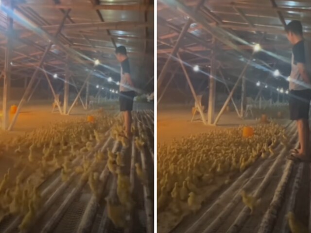 This Video Of Ducklings Forming A Queue On Master’s Command Reminds ...