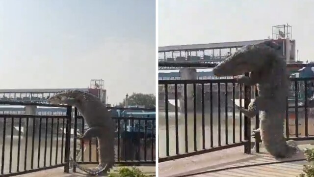 In Spine-Chilling Video, 10-Foot Crocodile Tries To Climb Railing In UP ...