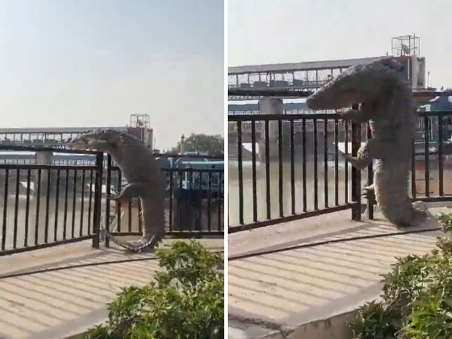 In Spine-Chilling Video, 10-Foot Crocodile Tries To Climb Railing In UP ...
