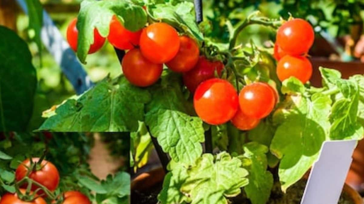 Easy Tips To Grow Tomatoes At Home | Lifestyle News - News18