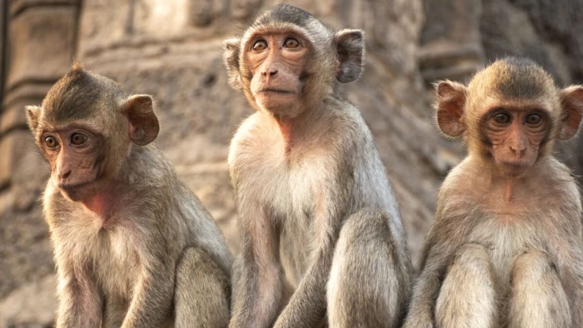 Thailand Town Fed Up With Monkey Menace Uses Bait Cages To Lock Them Up ...