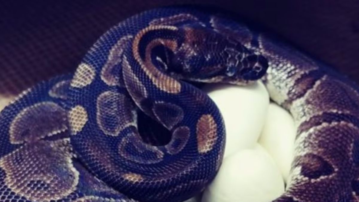 Man Explains Why He Once Tried To Get 'Eaten Alive' By Snake | Viral ...