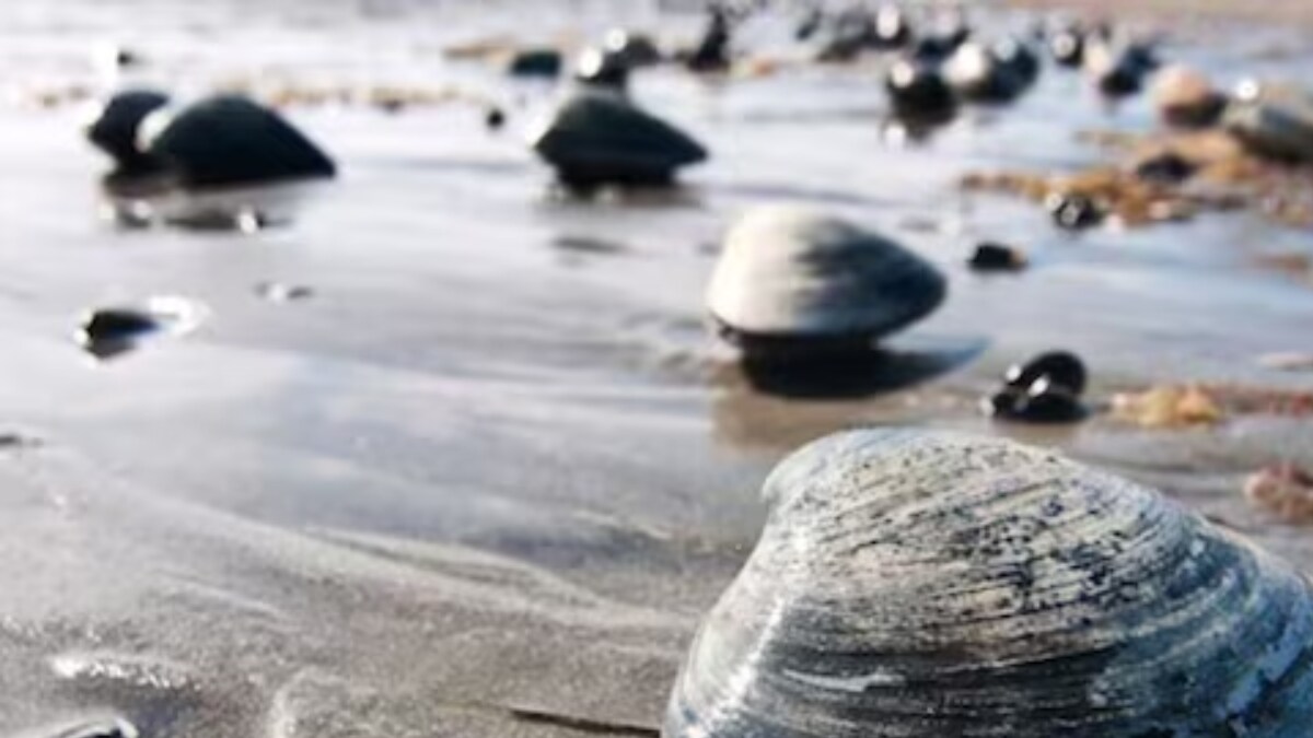 US Woman Faces Rs 73 Lakh Penalty After Kids Collected Clams Thinking ...