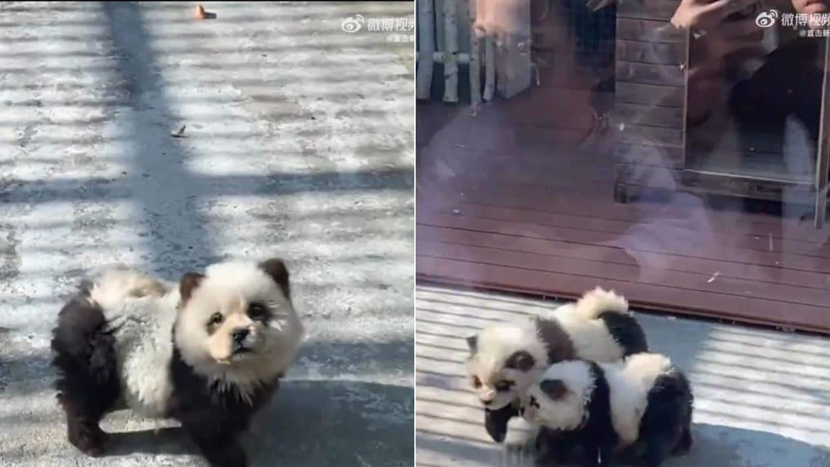 Chinese Zoo Faces Backlash Over Painting Dogs Black and White to Mimic ...