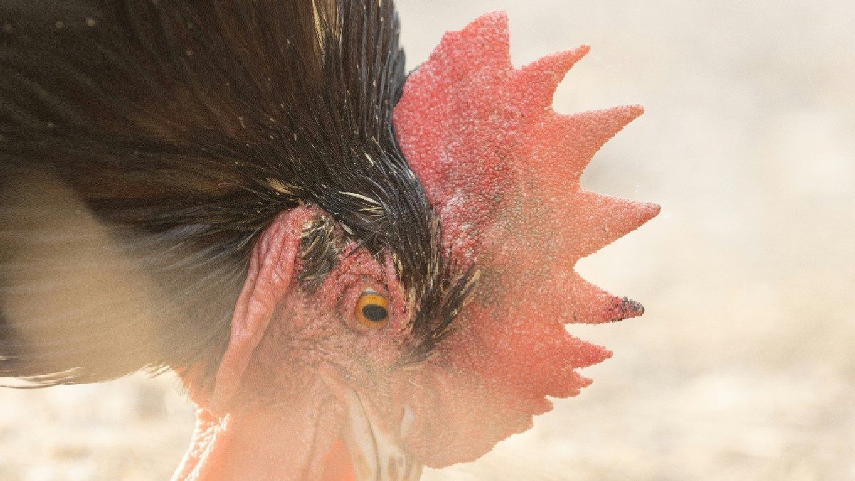 A Person Dies Of Bird Flu In Mexico, Should You Be Concerned About The ...