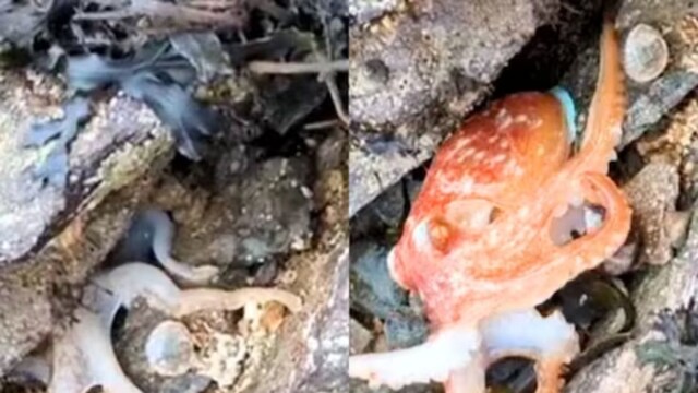 Watch: White Octopus Changes Colour To Bright Orange On North Wales ...