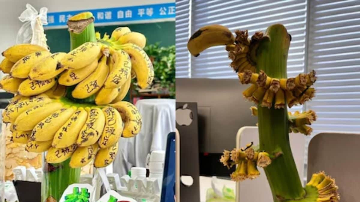 Why Some Chinese Employees Grow Bananas On Work Desk | Viral News - News18