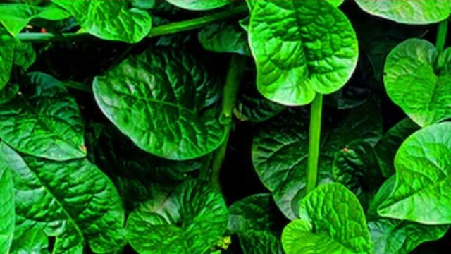 Looking For A Healthy Summer Snack? Try This Poi Saag Pakora Recipe At ...