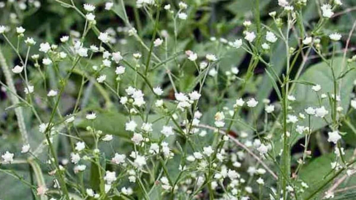 Asthma To Allergy, 7 Harmful Effects Of Parthenium Plant | India News ...