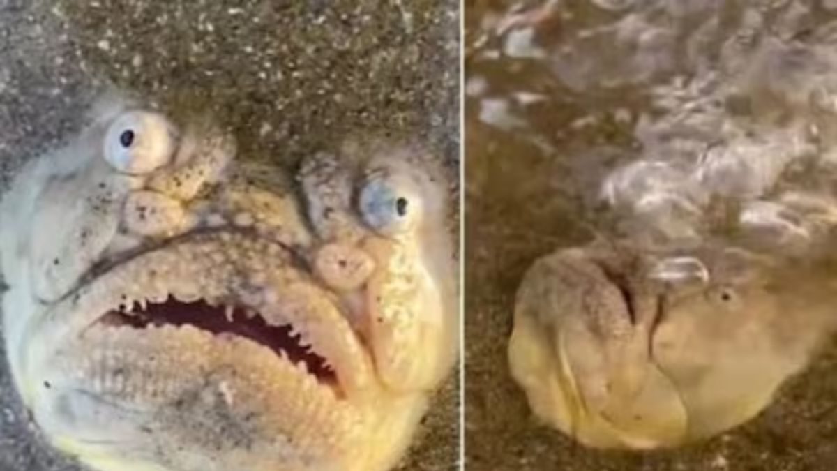 Watch: Man Terrified After Spotting Stargazer Fish At Singapore Beach ...