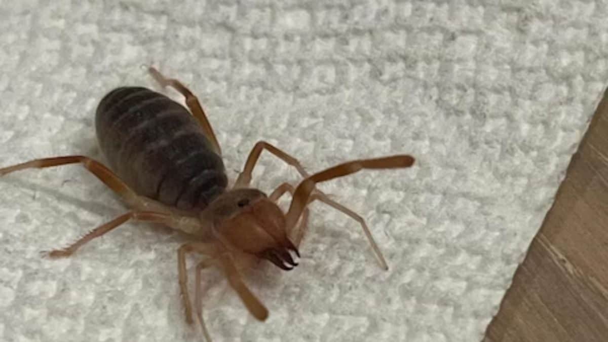 Man Shocked To Spot Scorpion-eating Solifugae Spider At Home | Viral ...