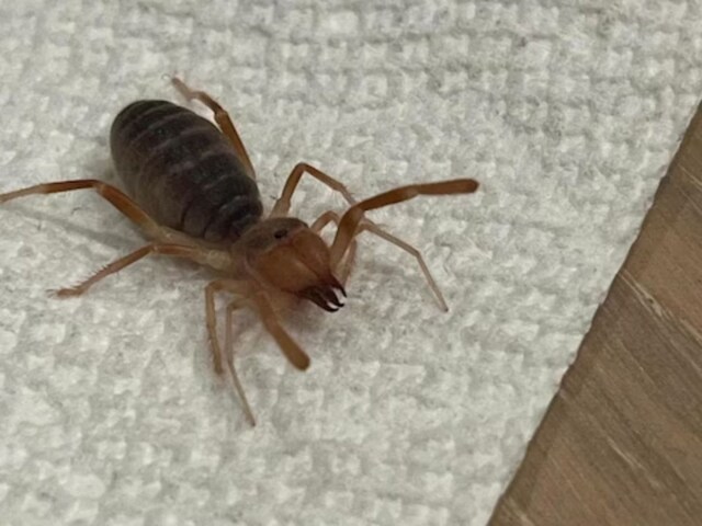Man Shocked To Spot Scorpion-eating Solifugae Spider At Home - News18