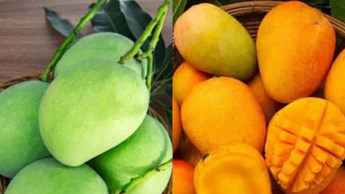 Raw Or Ripe Mango? What's Healthier For You | Lifestyle News - News18