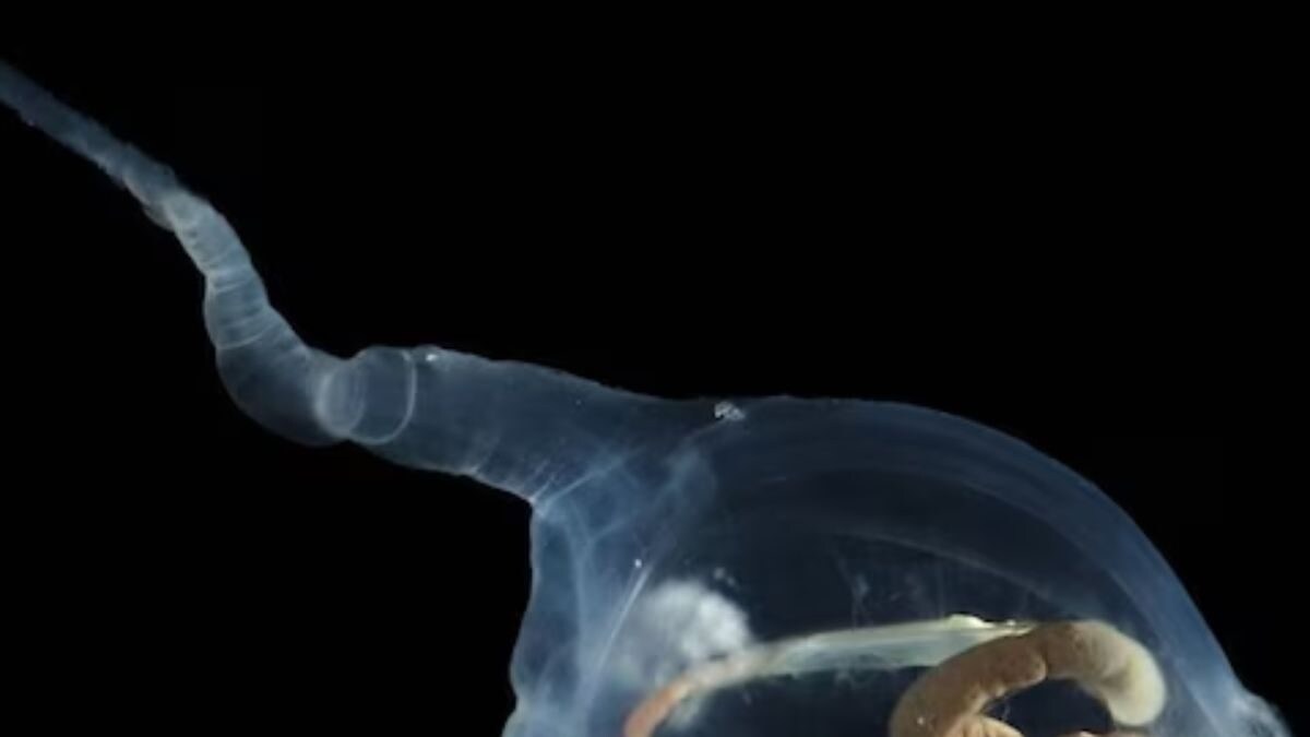 Alien-like Creature Discovered In Deep Pacific Ocean - News18